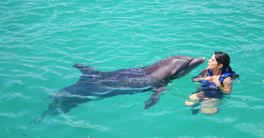 St. Thomas Dolphin Swim | St. Thomas Activities